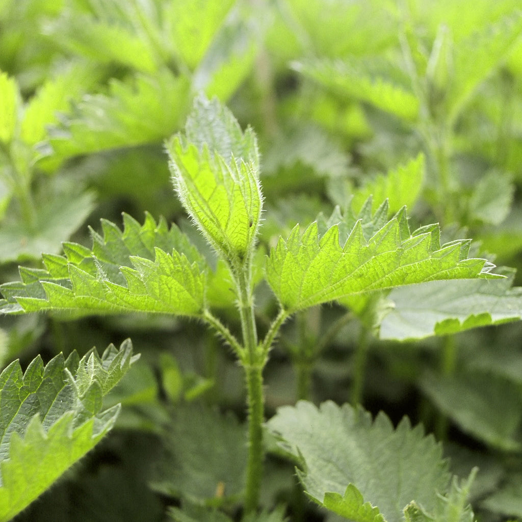 Nettle Tincture - Avena Botanicals